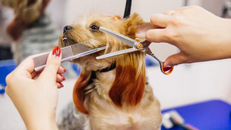 The Health Impact Of Regular Dog Grooming - Advice For Dogs