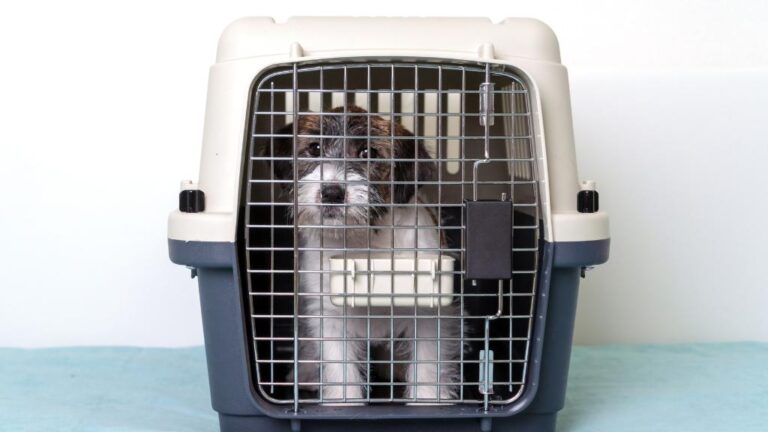 Understanding The Basics Of Crate Training - Advice For Dogs